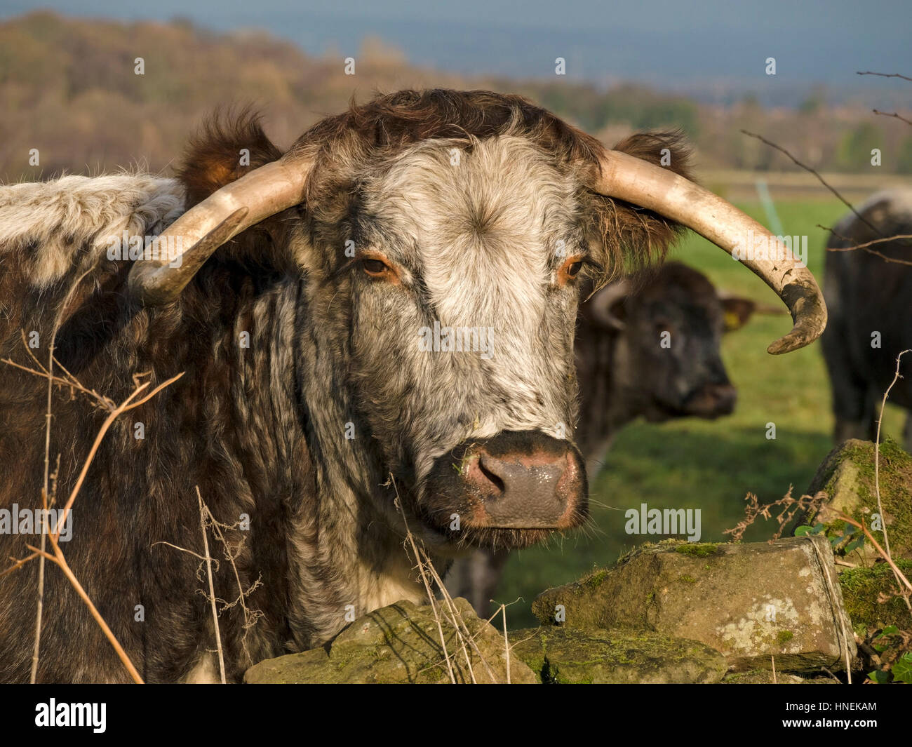 English longhorn hi-res stock photography and images - Alamy