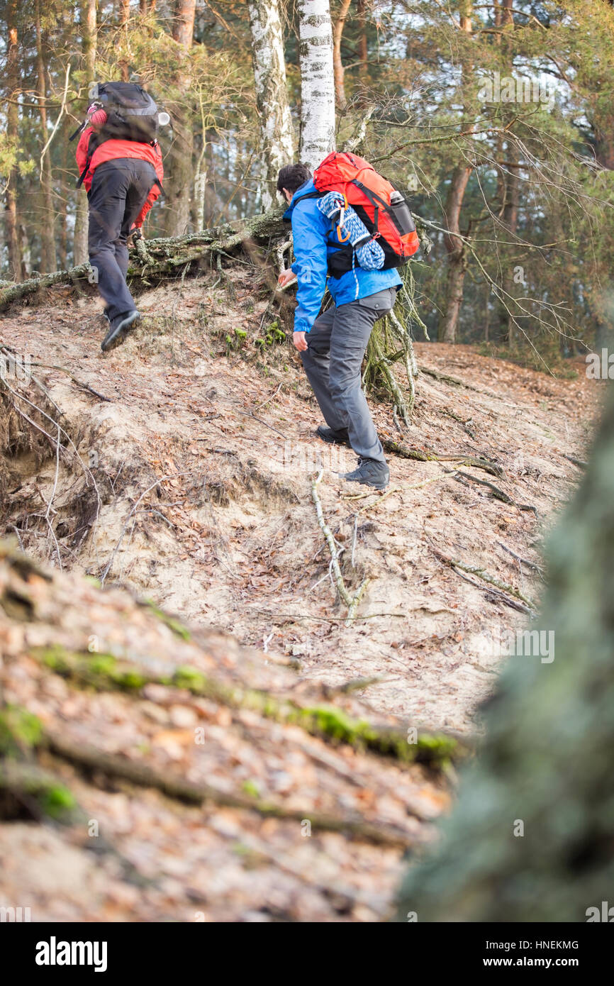 Male backpackers hiking in forest Stock Photo - Alamy