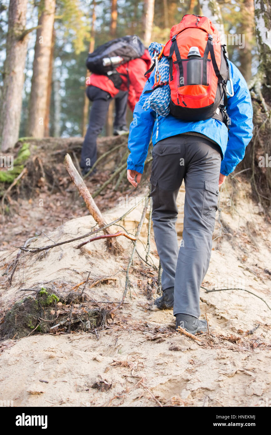 Male backpackers hiking in forest Stock Photo - Alamy