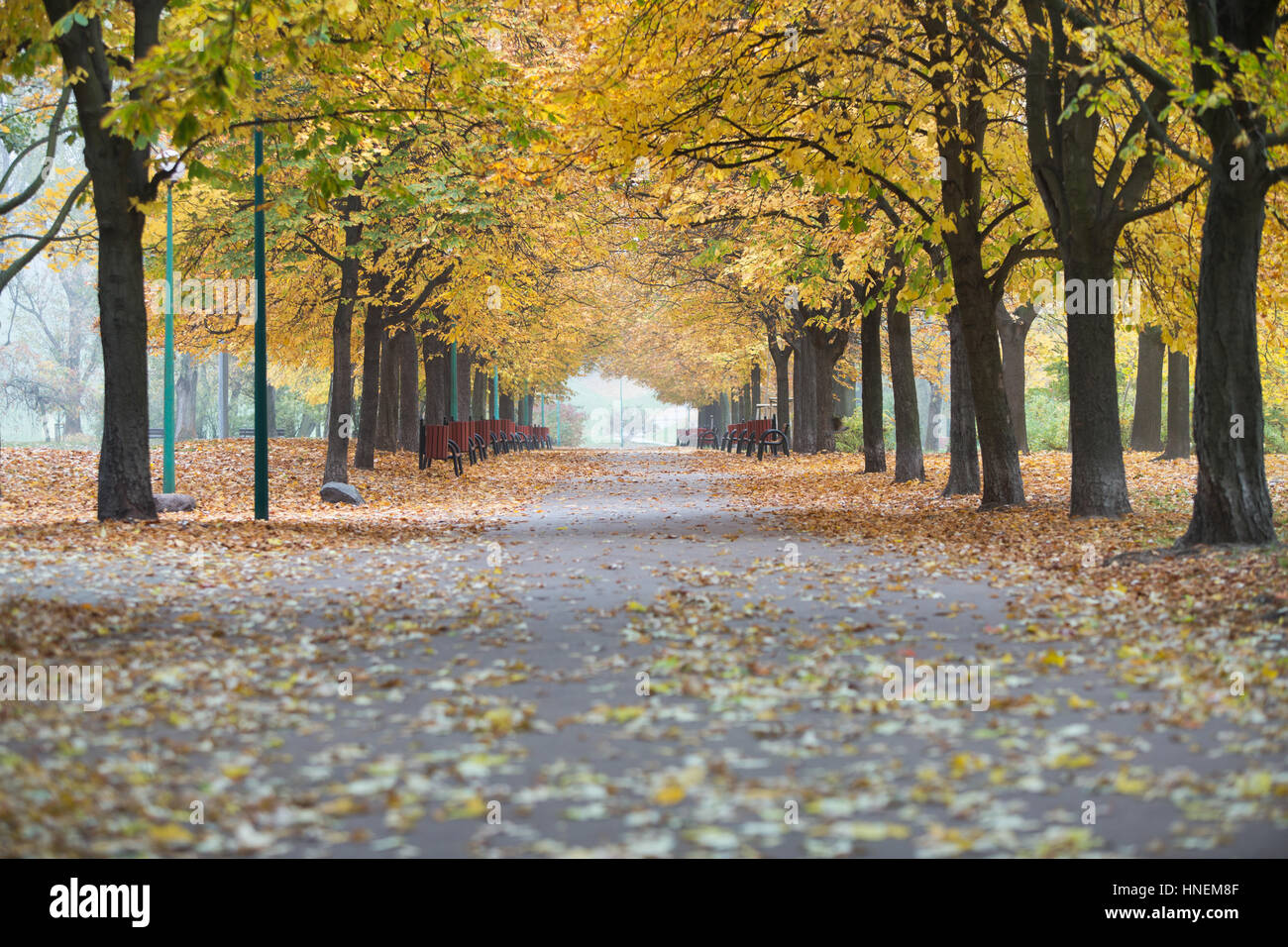 Autumn trees walkway in hi-res stock photography and images - Alamy