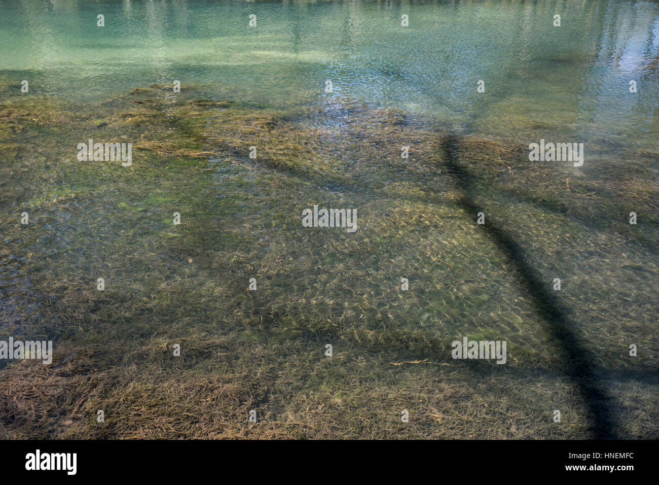 Flora and fauna at the bottom of the river bed Stock Photo - Alamy