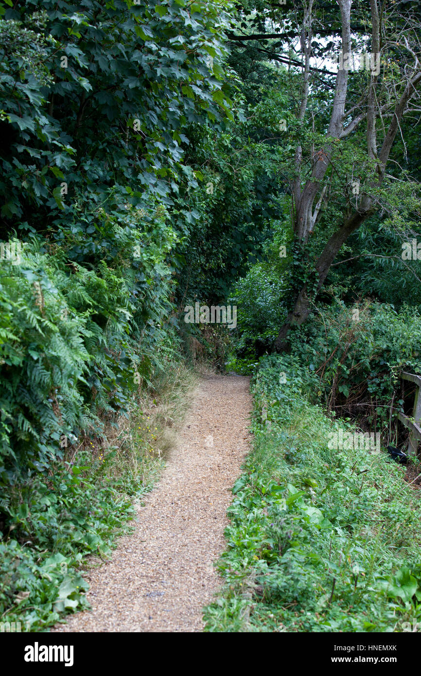 Country Lane in British Countryside Stock Photo - Alamy