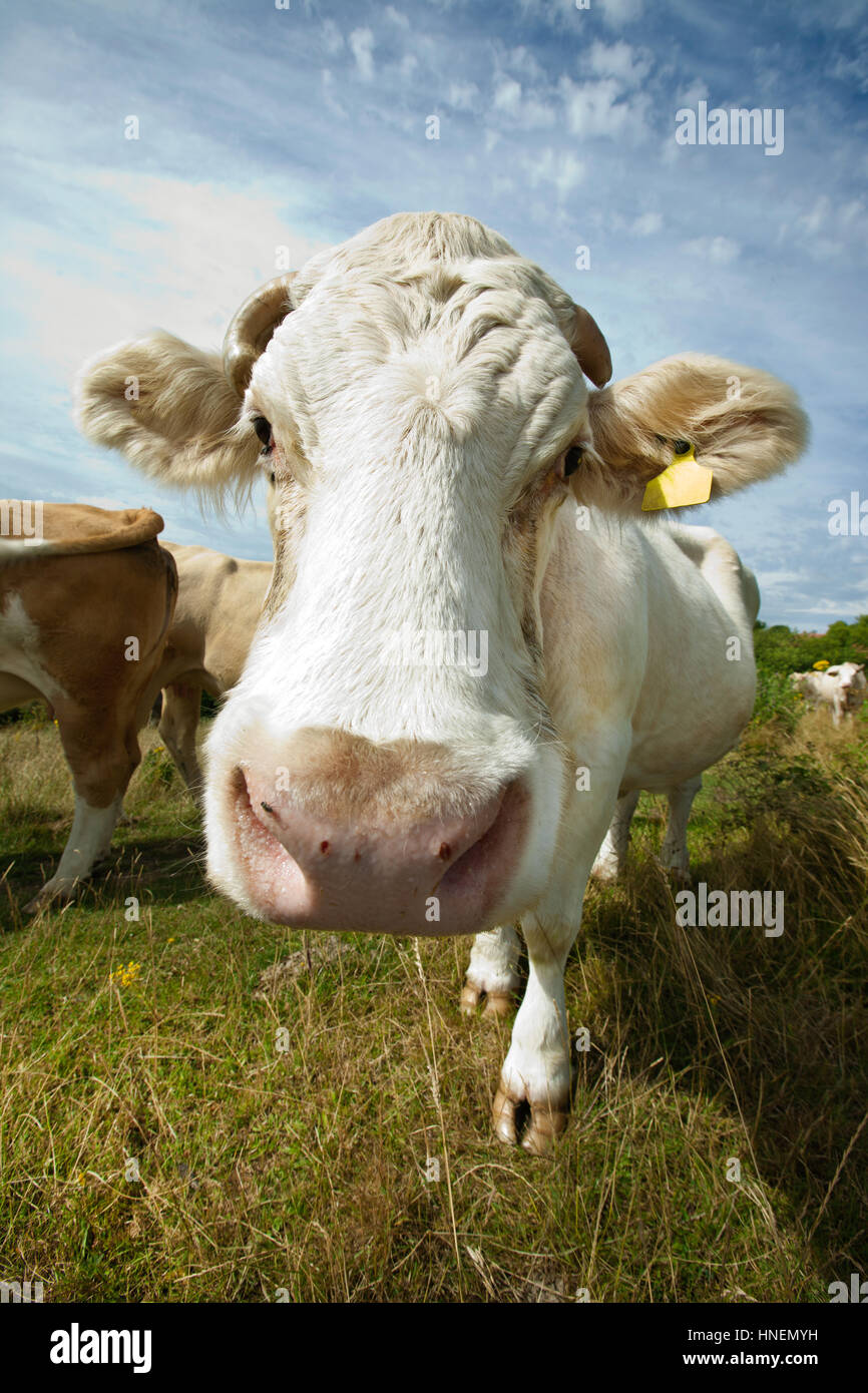 Blue sky with cow hi-res stock photography and images - Alamy
