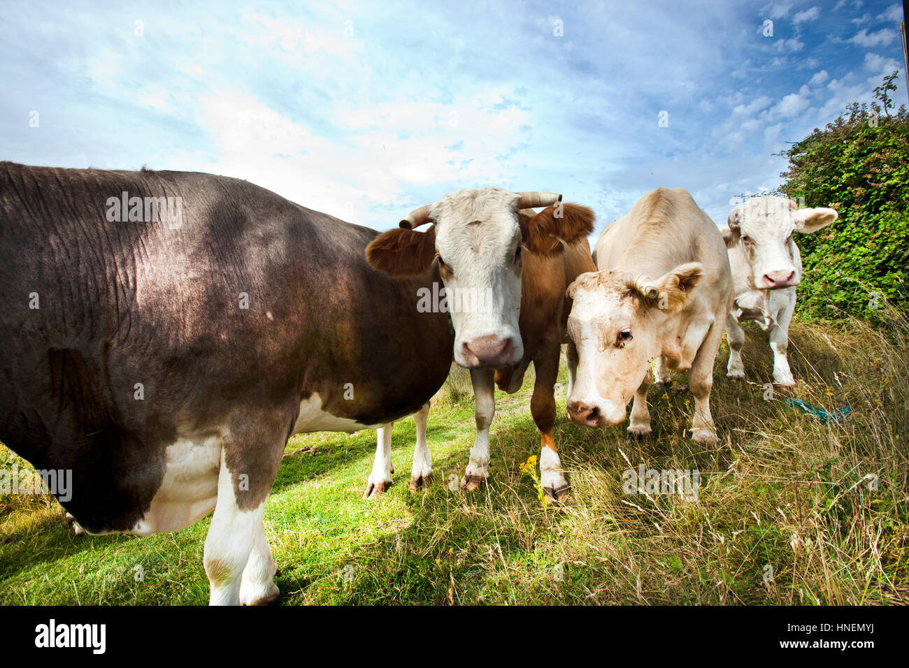 Four cows hi-res stock photography and images - Alamy
