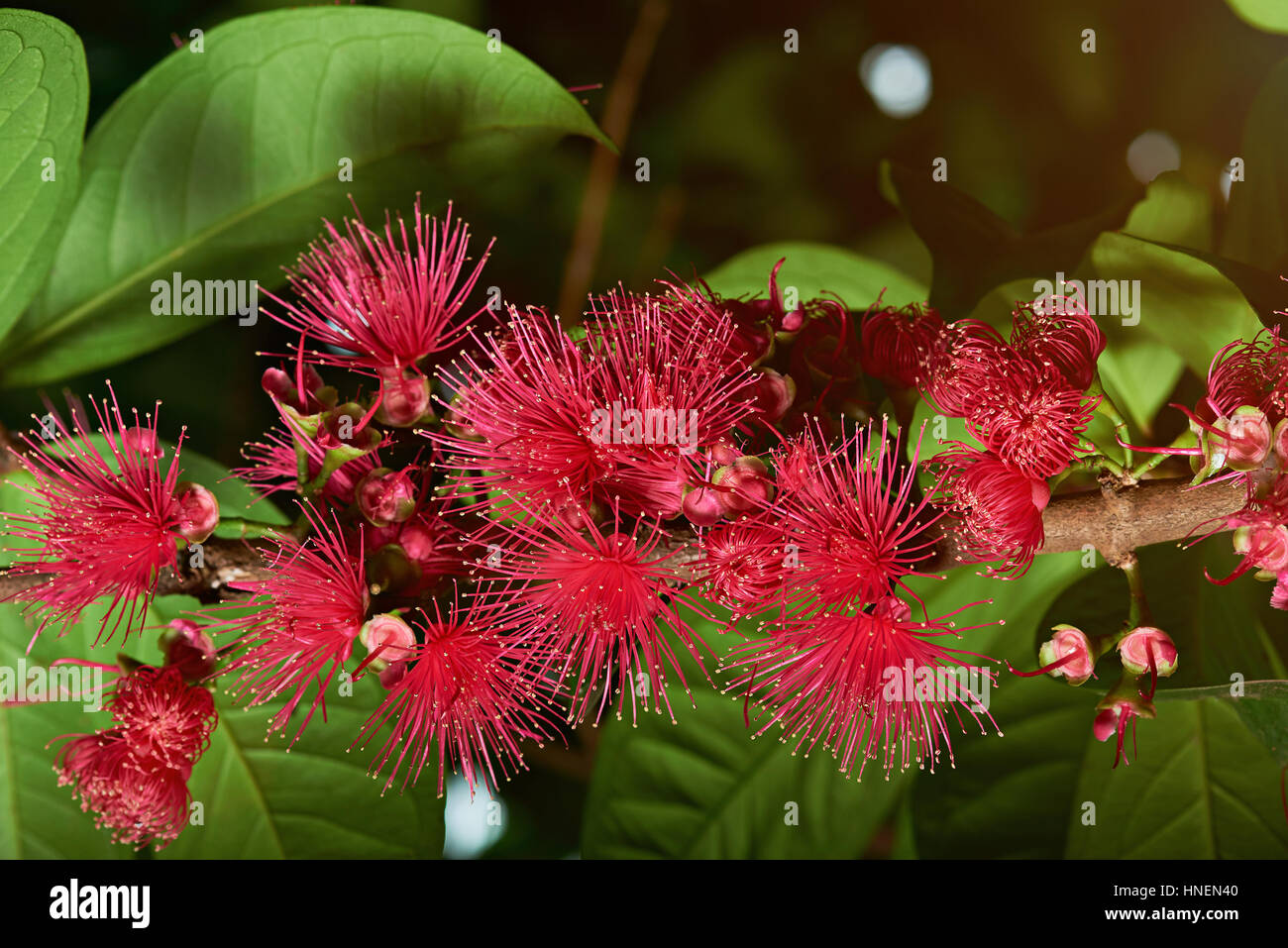 One perote tree branch with pink flowers in garden Stock Photo - Alamy