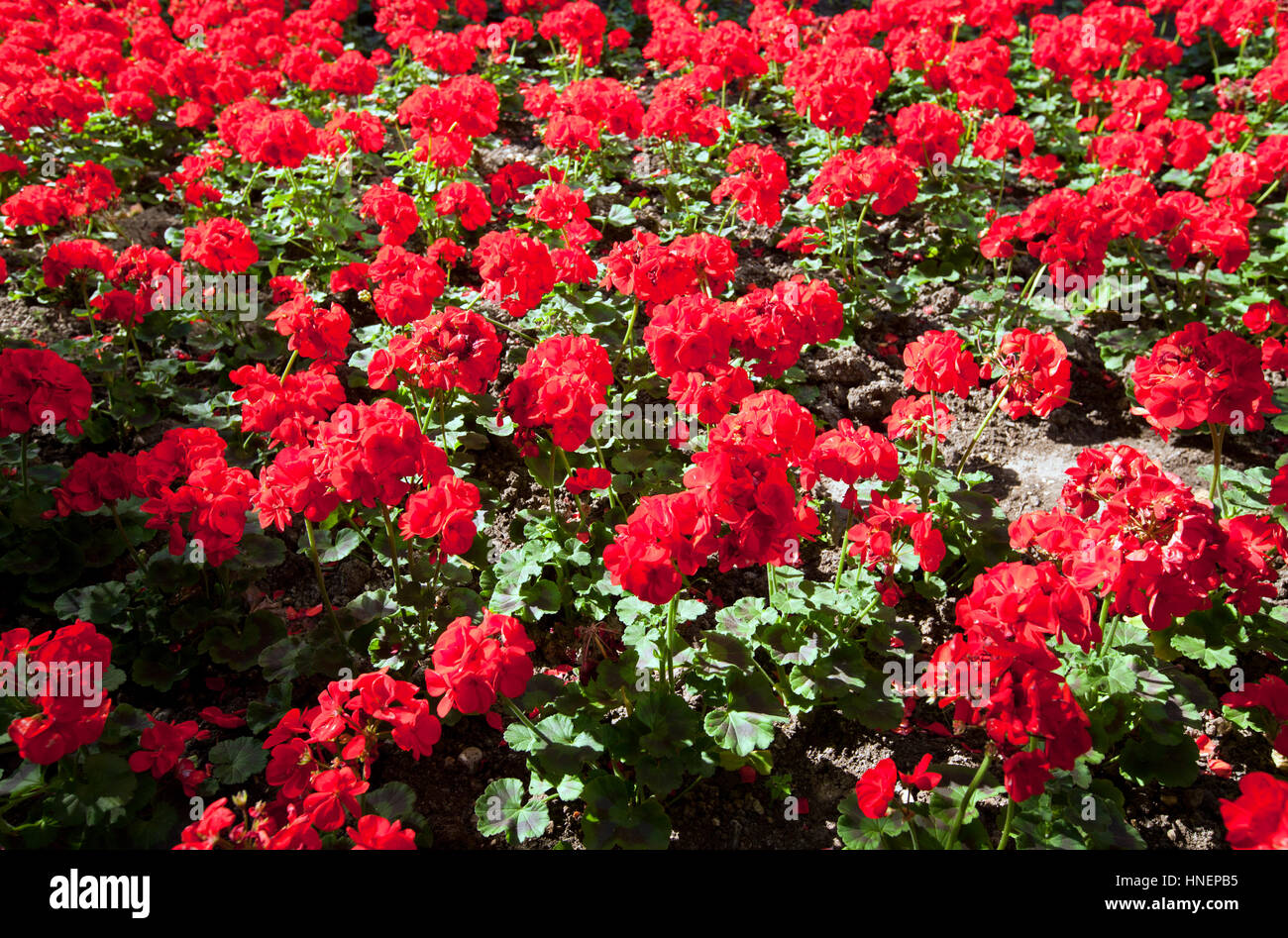 Daytime flowers hi-res stock photography and images - Alamy