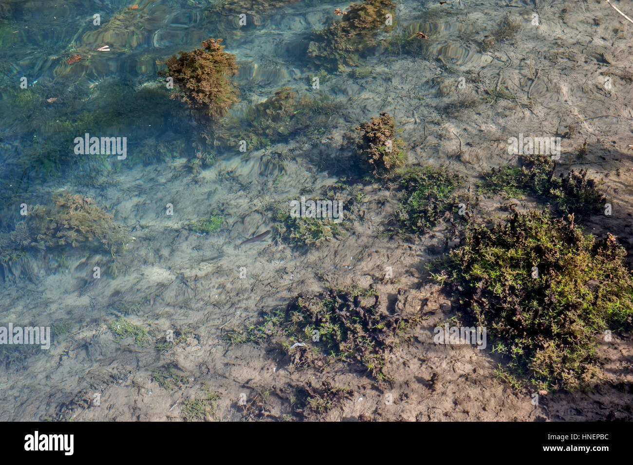 Flora and fauna at the bottom of the river bed Stock Photo - Alamy
