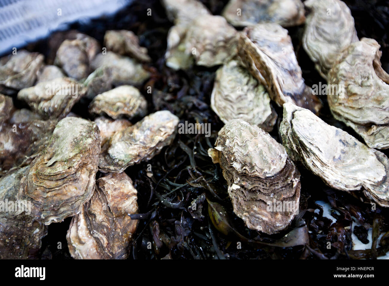 Oyster close up hi-res stock photography and images - Alamy