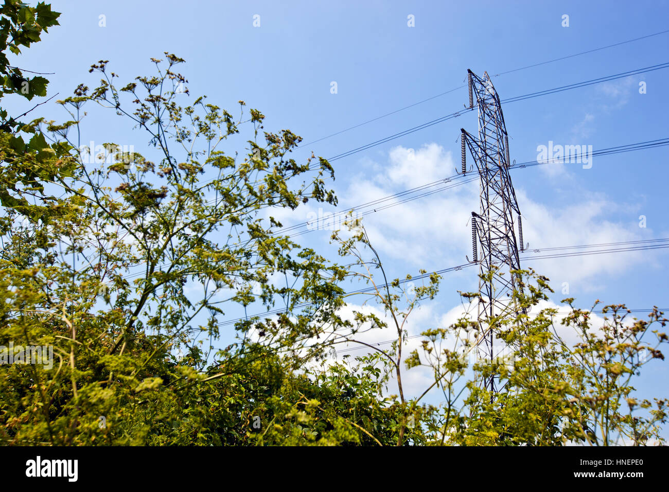 Electricity Pylon above trees Stock Photo - Alamy