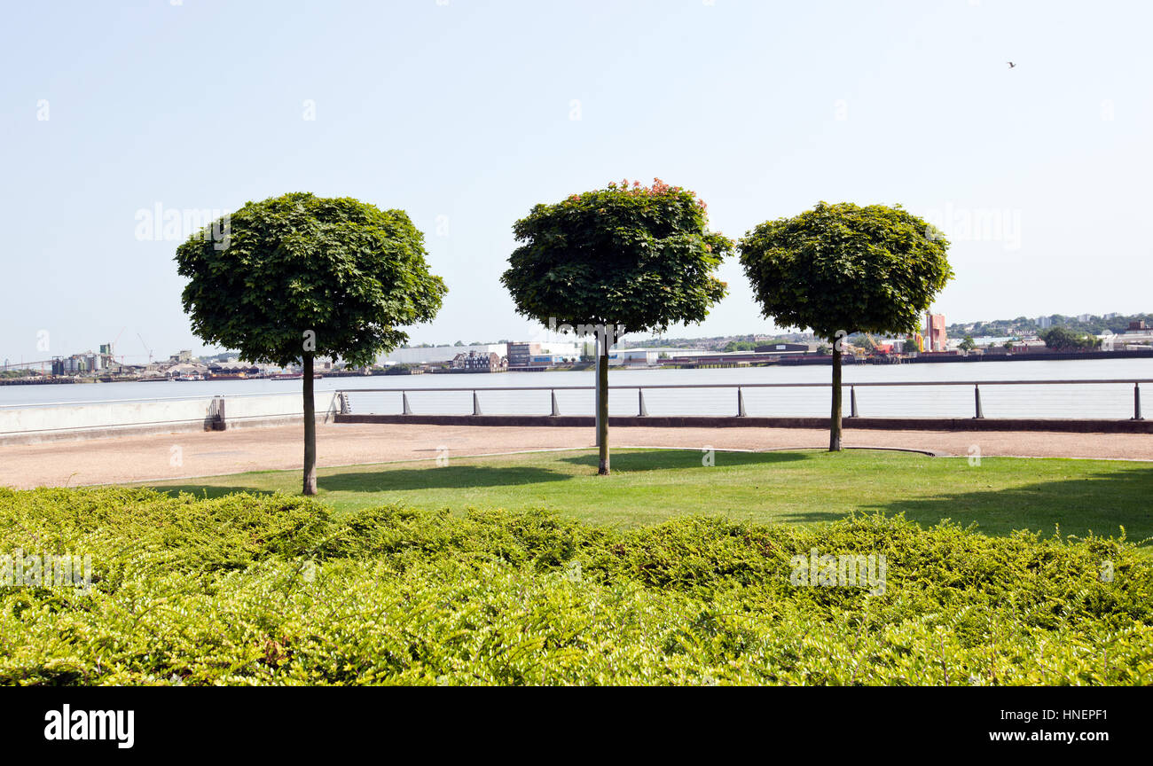 Three trees planted by river in city Stock Photo - Alamy