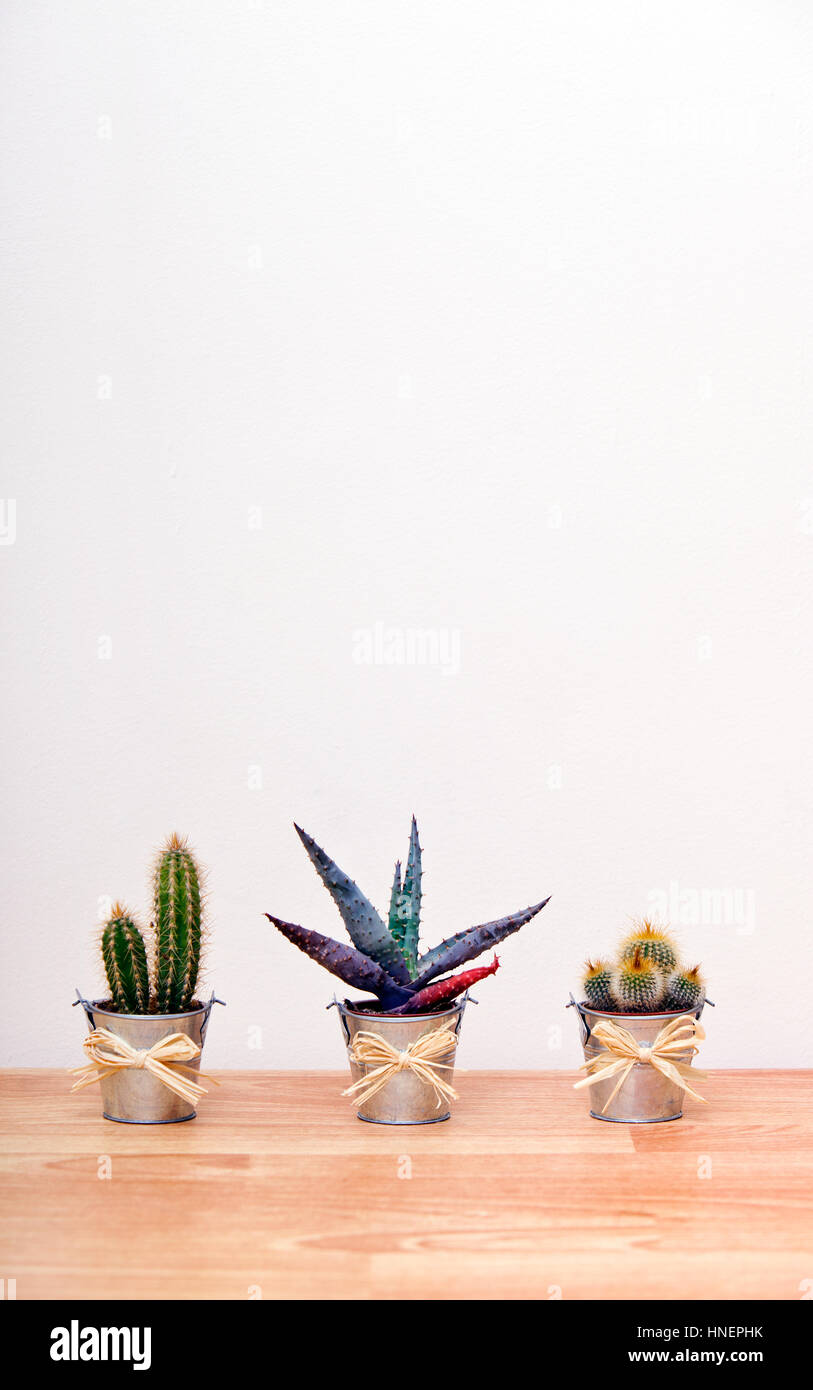 Cacti in pots hi-res stock photography and images - Alamy