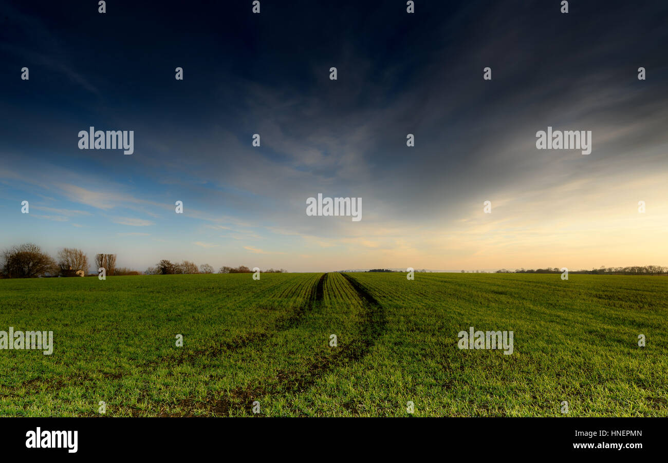 Field at sunset in rural England Stock Photo - Alamy