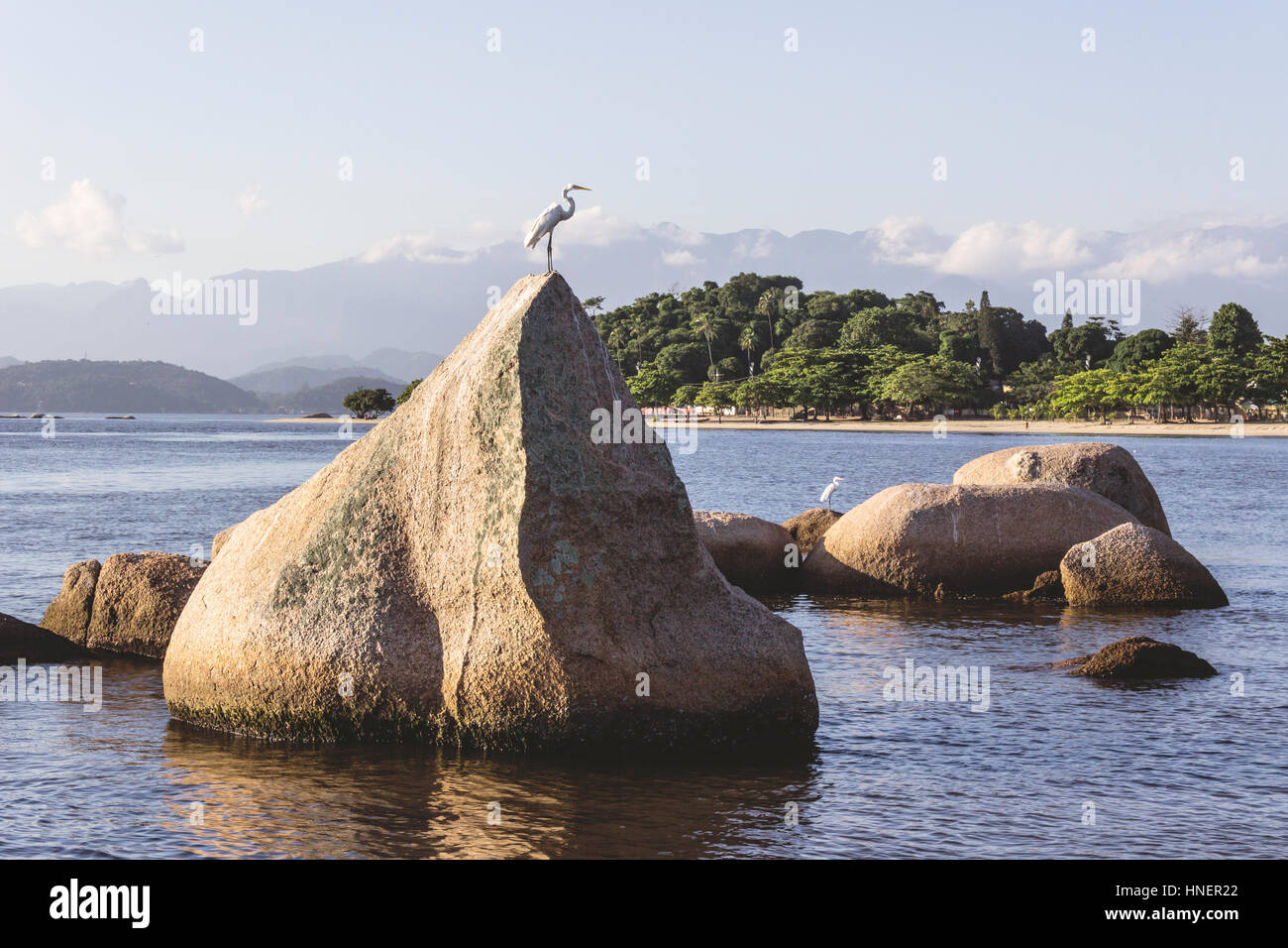 Brazil, State of Rio de Janeiro, Paqueta Island, Bird on top of rock by ...