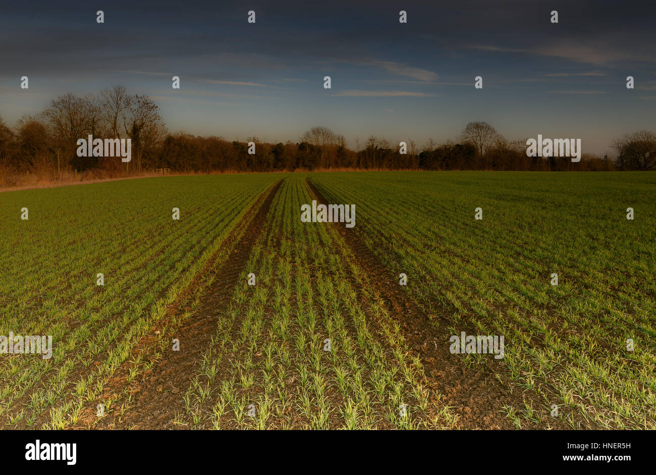 Field at sunset in rural England Stock Photo - Alamy