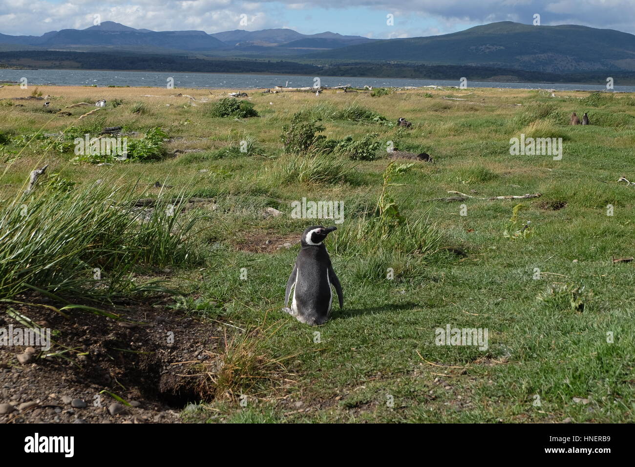 penguins on martillo island, Patagonia Stock Photo - Alamy