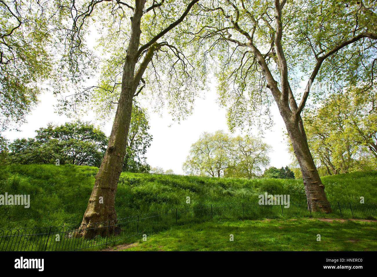 Two tall trees next to a small hill Stock Photo - Alamy