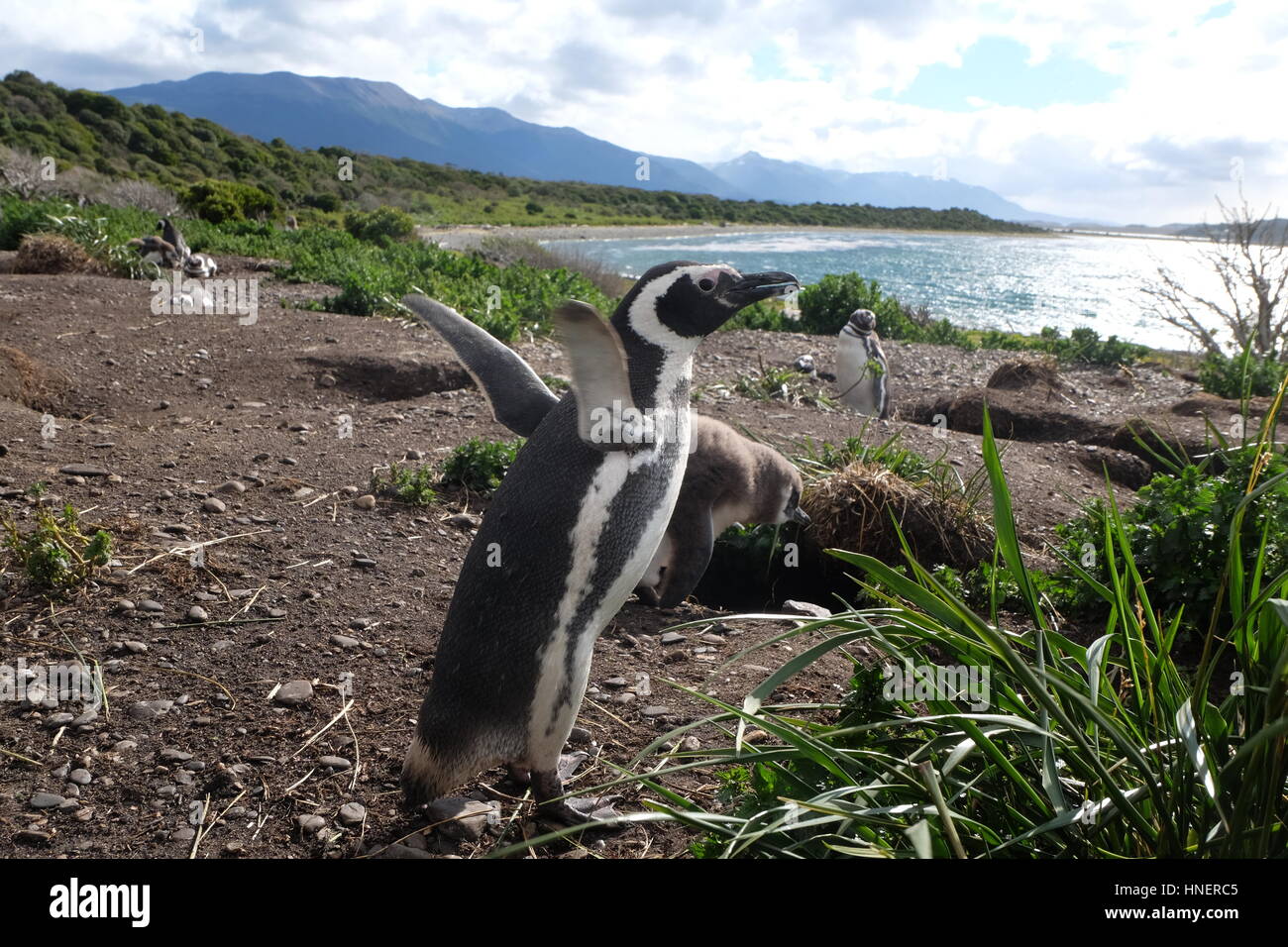 penguins on martillo island, Patagonia Stock Photo - Alamy