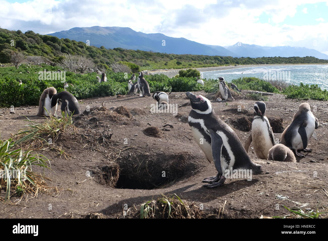 penguins on martillo island, Patagonia Stock Photo - Alamy