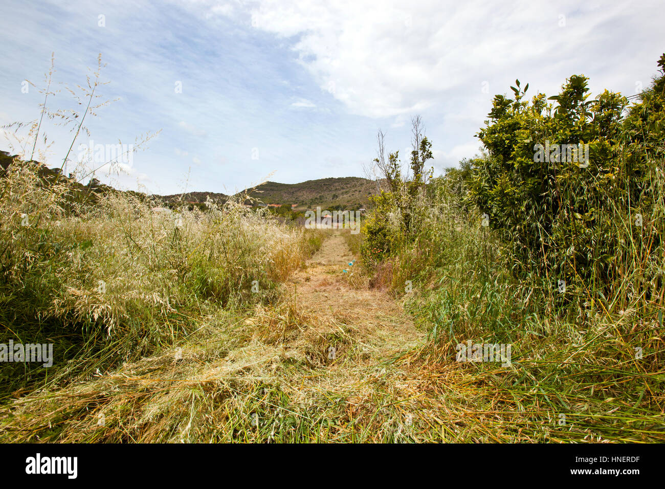 Path mown through long grass hi-res stock photography and images - Alamy