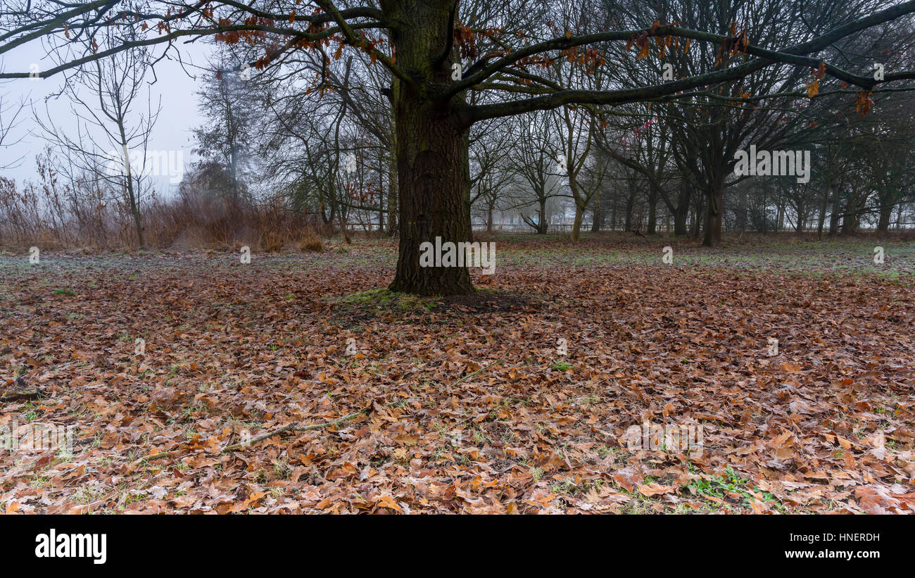 Bare tree with leaves on the ground Stock Photo - Alamy