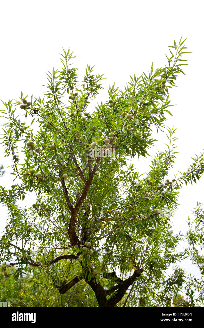 Looking up at Almond tree branch Stock Photo - Alamy