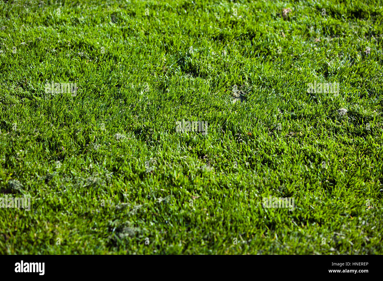 Clean grass hi-res stock photography and images - Alamy