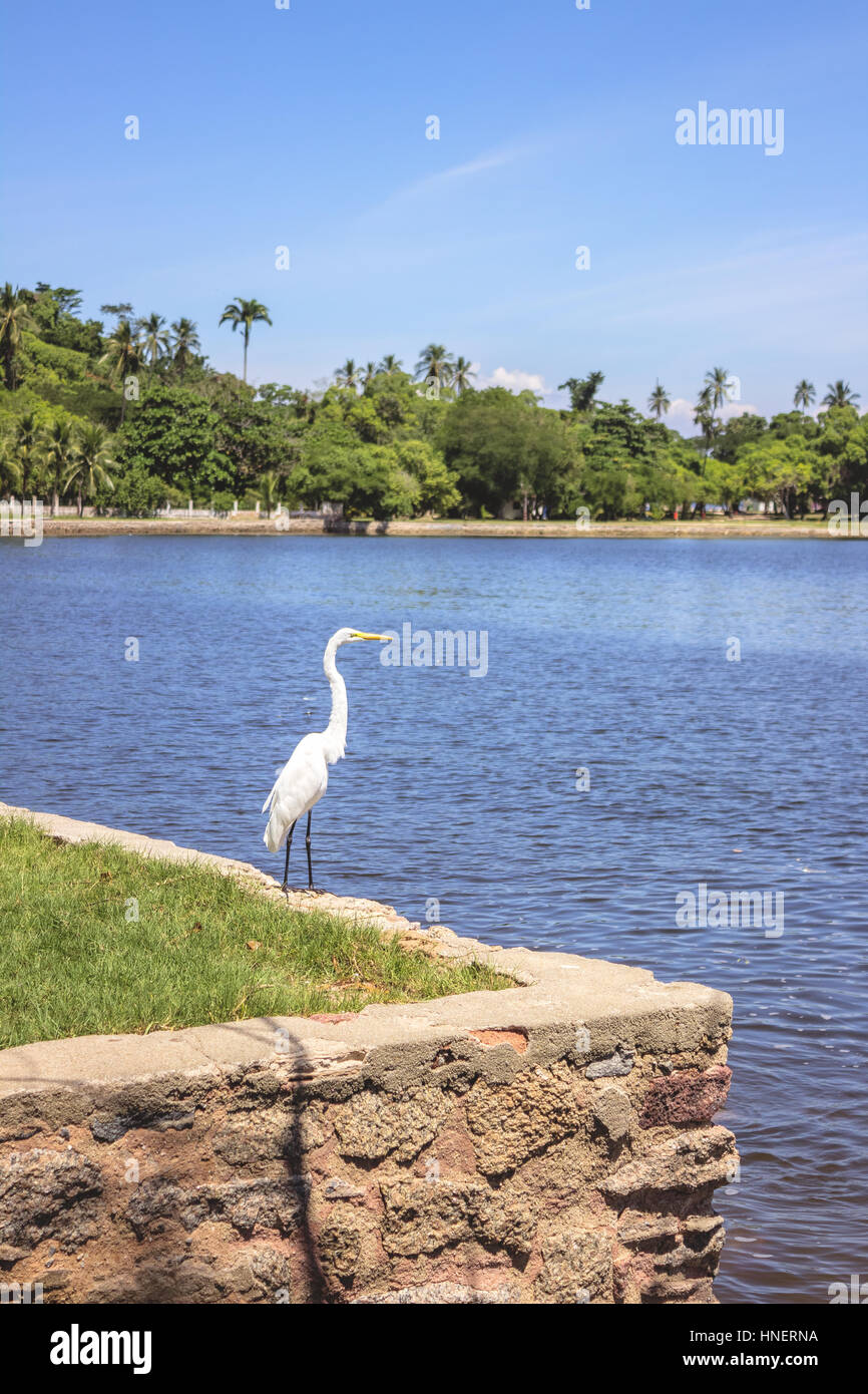Brazil, State of Rio de Janeiro, Paqueta Island, View of bird and the ...