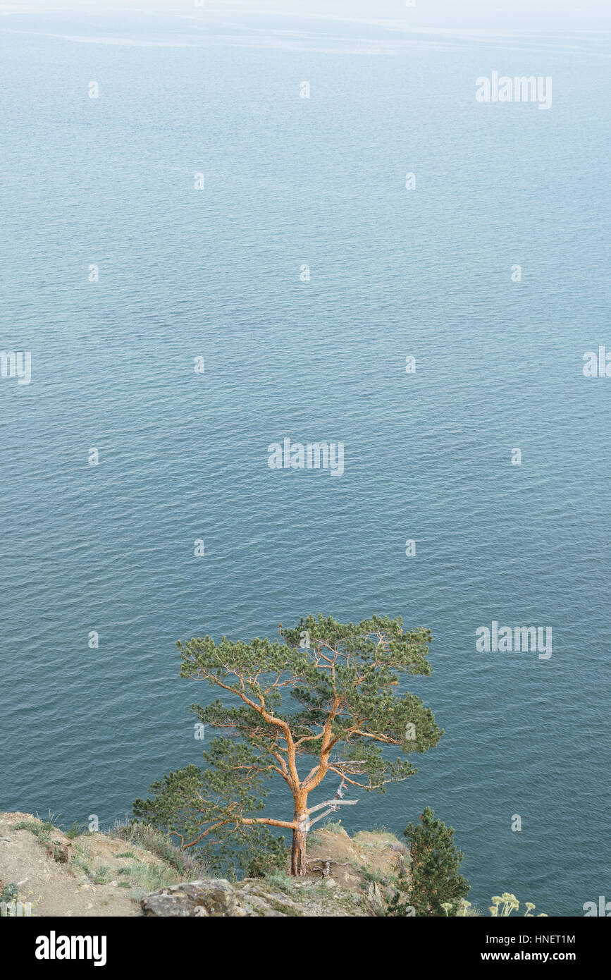 A tree on a cliff Stock Photo - Alamy