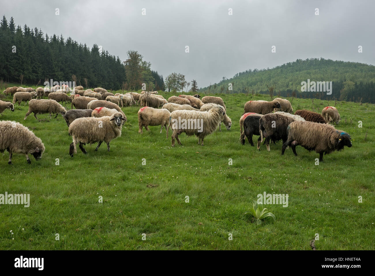 Hairy sheep on a green meadow in a mountain Brezovica, Serbia Stock ...