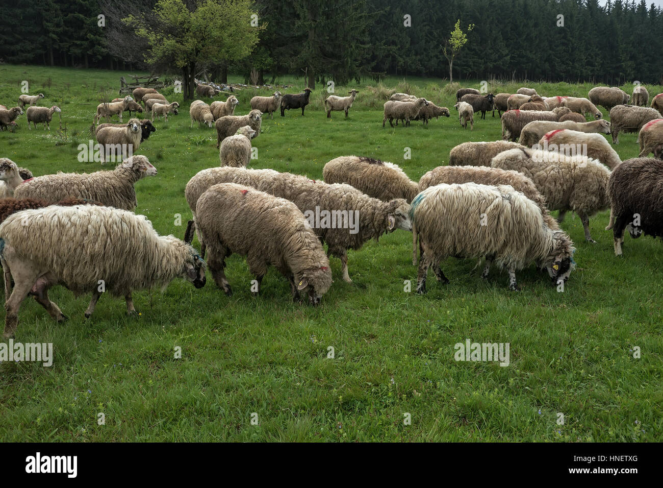 Hairy sheep hi-res stock photography and images - Alamy