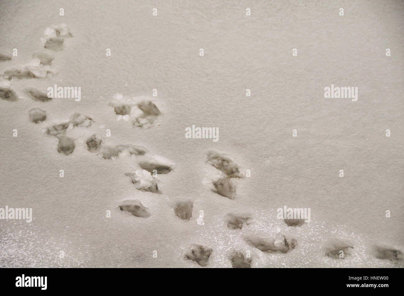 Squirrel tracks snow hi-res stock photography and images - Alamy