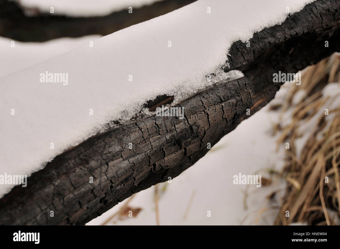 Fresh log hi-res stock photography and images - Alamy