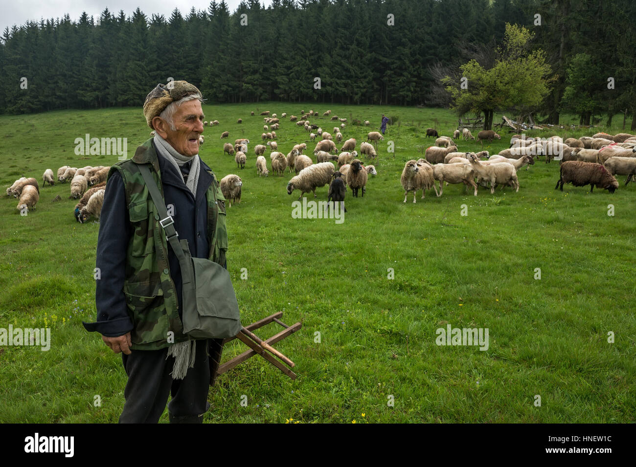 Hairy sheep hi-res stock photography and images - Alamy
