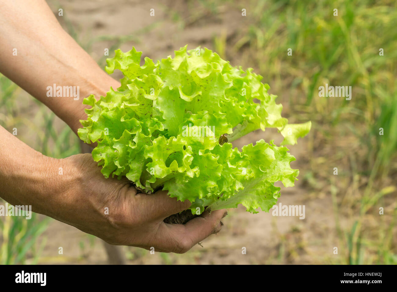 Lettuce in hand. Hands gardener. Work-worn hands. Farmer with freshly ...