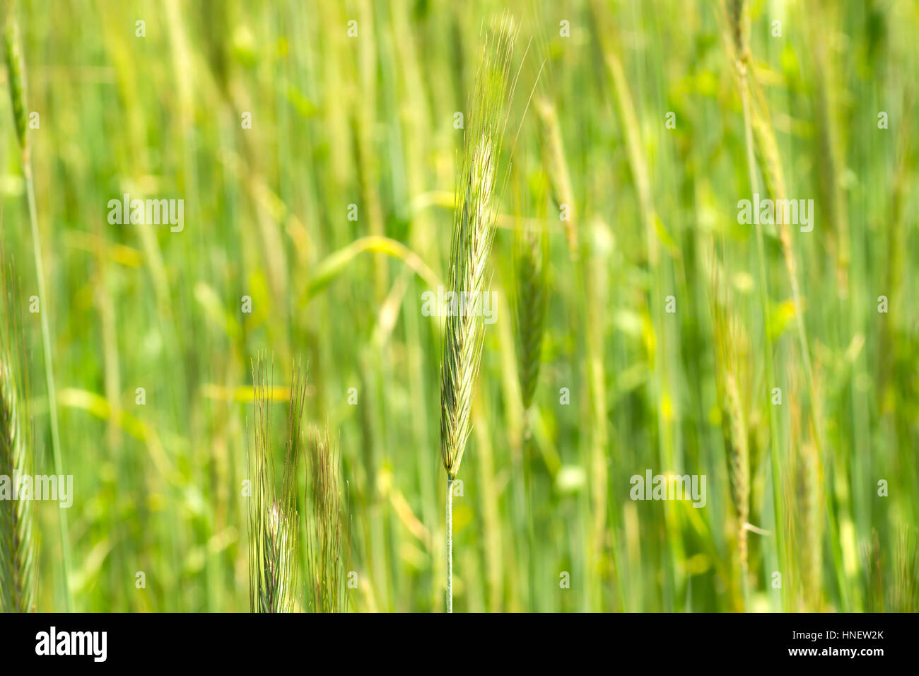 Corn germ hi-res stock photography and images - Alamy