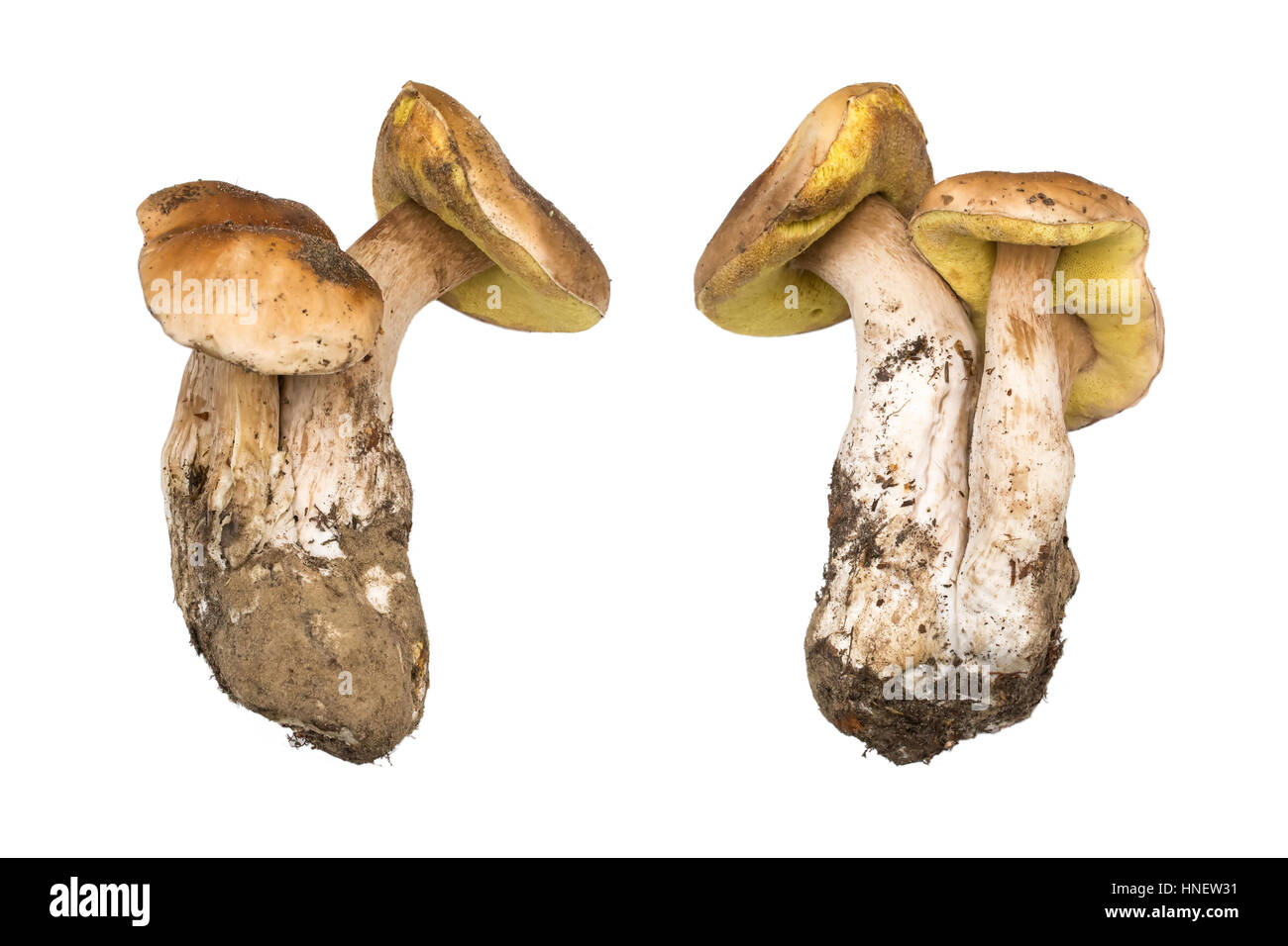 Porcini mushrooms. Cep isolated. The natural color and texture Stock ...