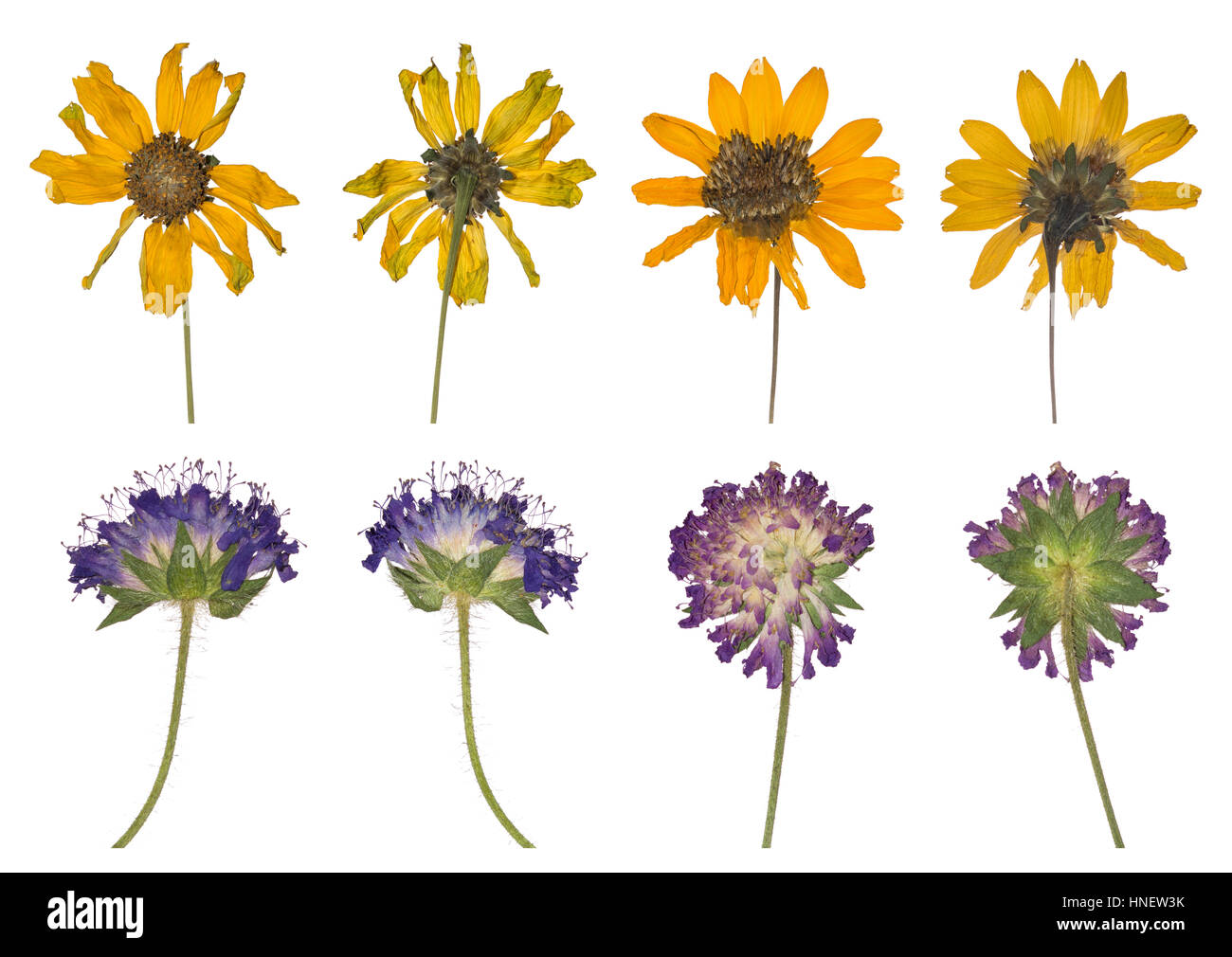 Dried and pressed the spring wild flowers isolated on white background ...