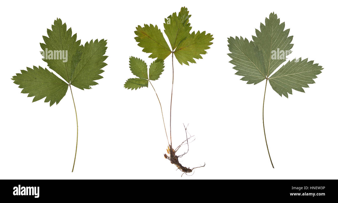 Wild plant can used Cut Out Stock Images & Pictures - Alamy