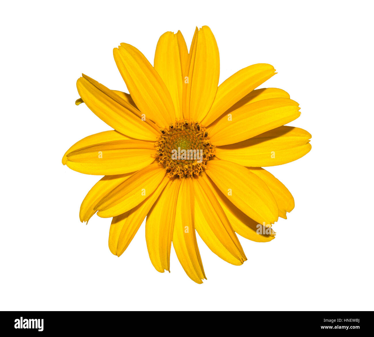 Calendula Petals High Resolution Stock Photography and Images - Alamy