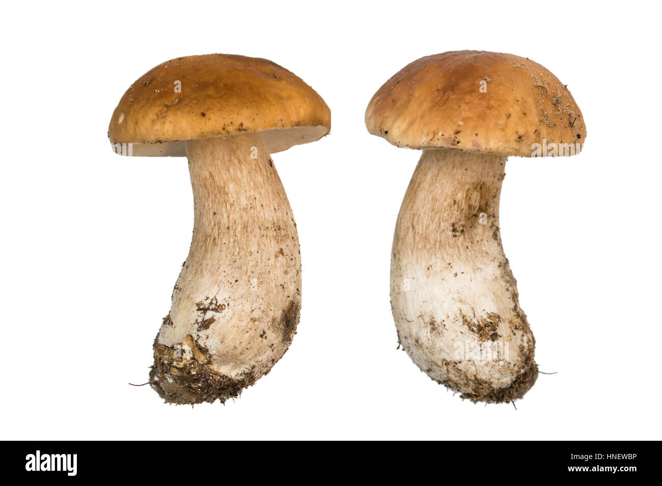 Porcini mushrooms. Cep isolated. The natural color and texture Stock ...