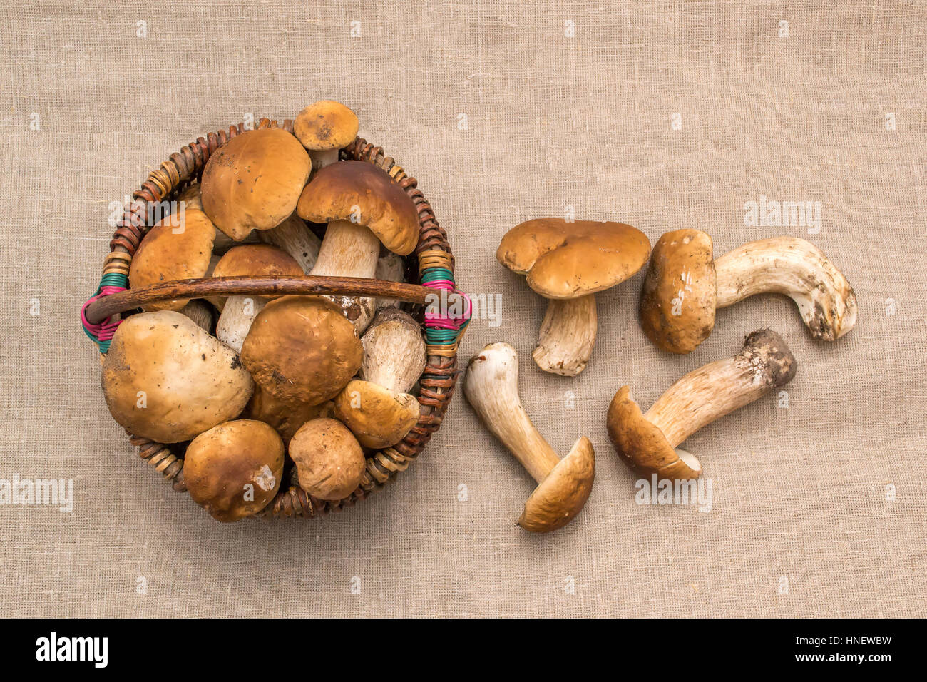 Group of porcini mushrooms on linen. The natural color and texture ...