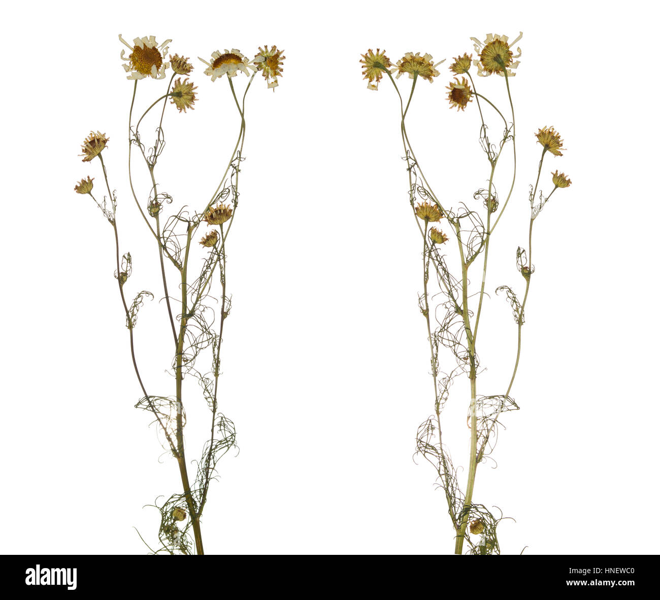 Pressed Dried branch of chamomile drug isolated. Herbarium of wild ...