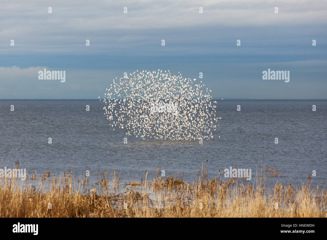 a shape-shifting cloud formed by a huge flock of Dunlin, chasing by ...