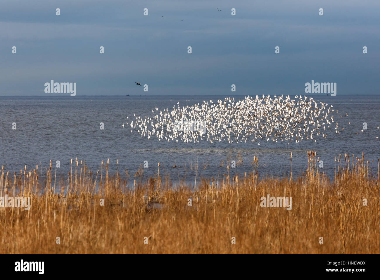 Shape shifting hi-res stock photography and images - Alamy