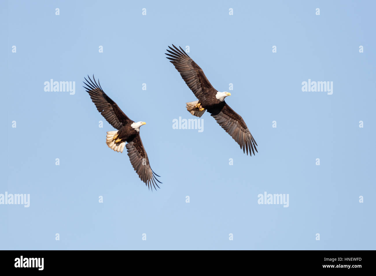 Two bald eagles in flight hi-res stock photography and images - Alamy