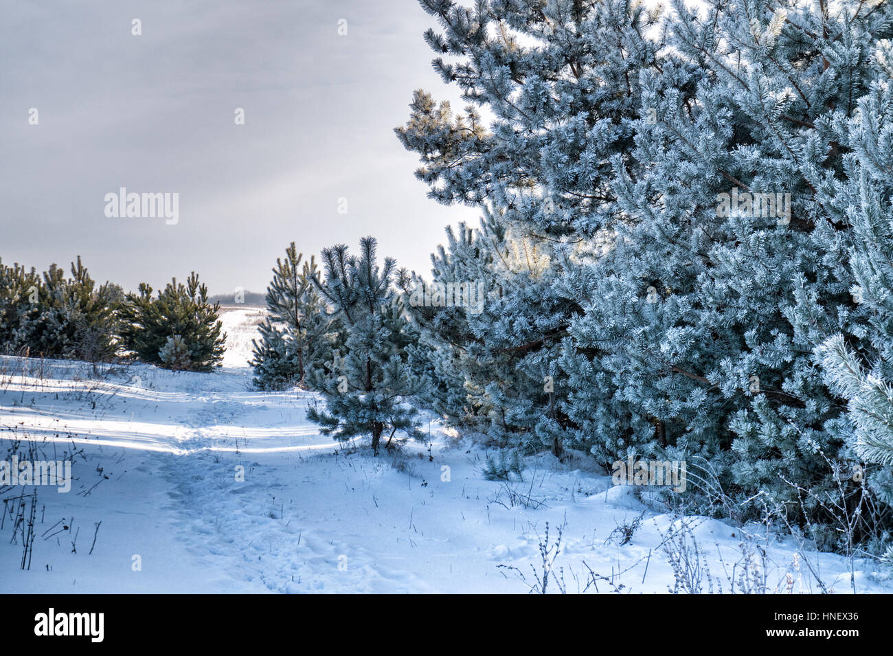 Panoramic snowy winter landscape without people it depicts snow and ...
