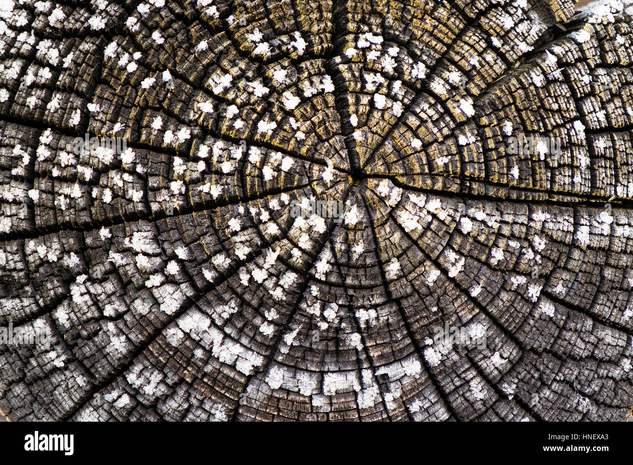 Tree-rings, growth rings with frost, tree trunk Stock Photo - Alamy