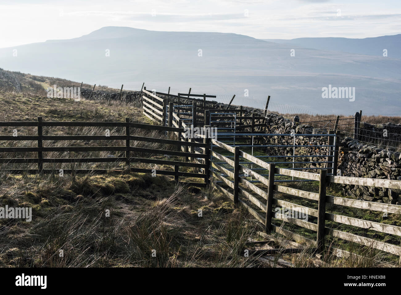 Modern timber sheepfold besides an old drove road, above Dentdale, with ...