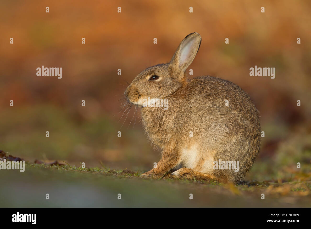 Rabbit (Oryctolagus cuniculus) on country path, Suffolk, England ...