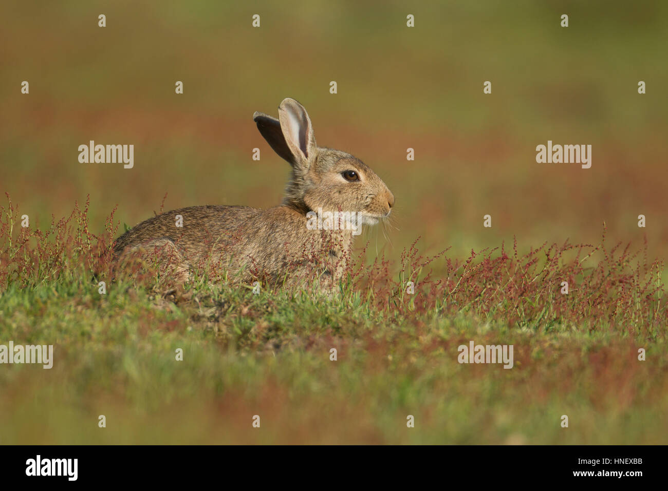 Full english bunny hi-res stock photography and images - Alamy